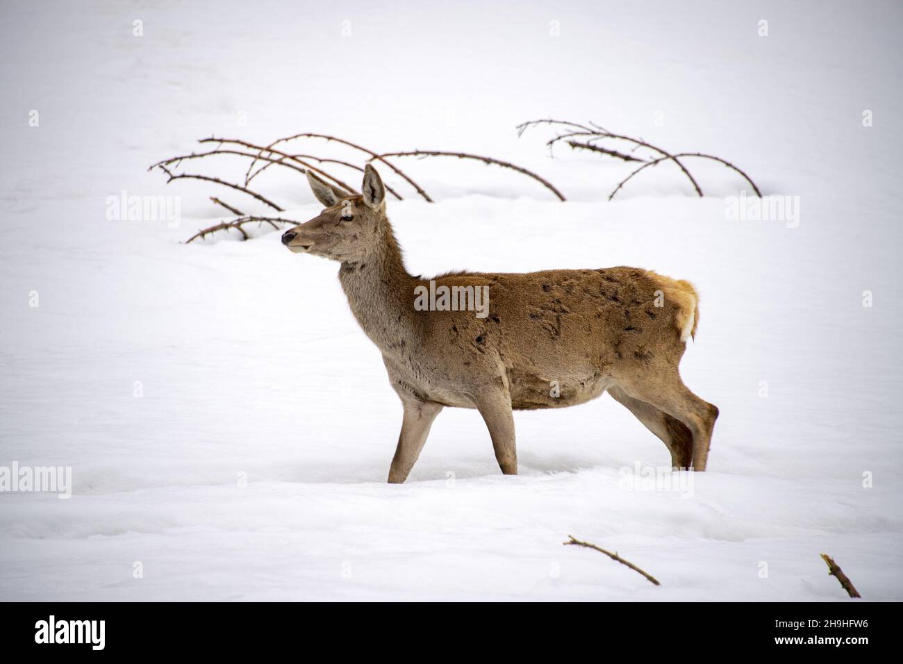 Deer on the snow background in winter season Stock Photo - Alamy