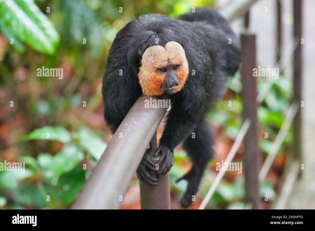 SINGAPORE, SINGAPORE - Nov 01, 2021: A closeup of the resting Saki ...