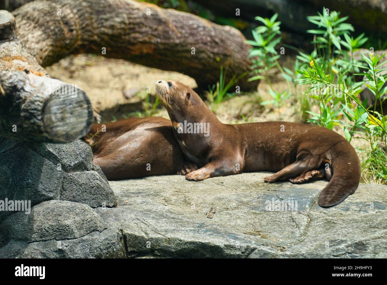 SINGAPORE, SINGAPORE - Nov 01, 2021: A closeup of a couple of King ...