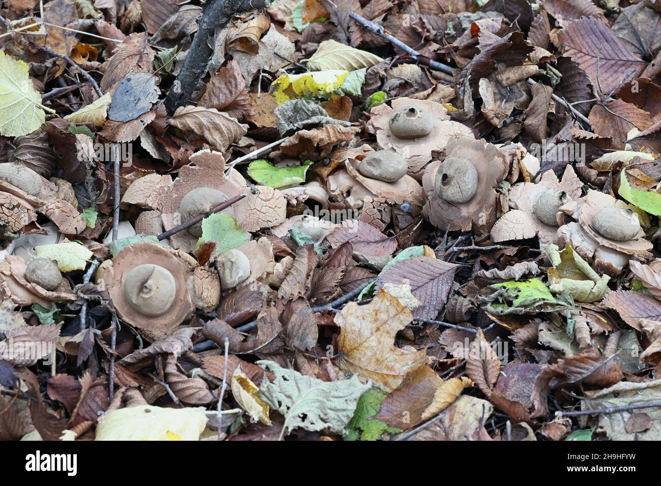 Collared earthstars geastrum triplex hi-res stock photography and ...