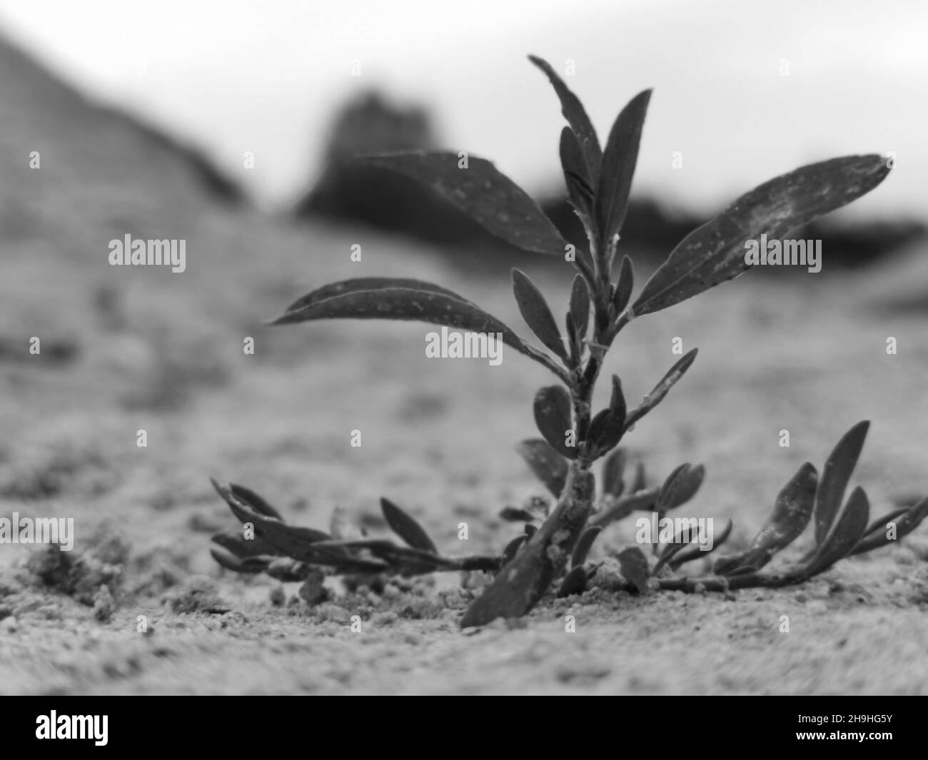 Grayscale closeup of the plant growing on the sand Stock Photo - Alamy