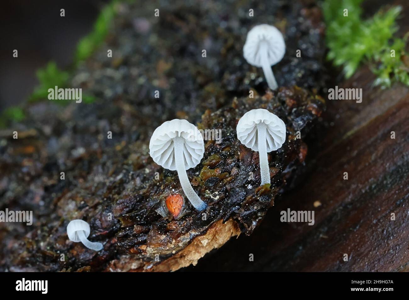 Mycena cyanorrhiza, known as blue-footed mycena, wild mushroom from ...