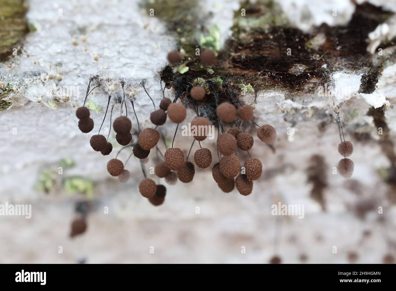 Comatricha nigra, a plasmodial slime mold, sporangia on decaying wood ...
