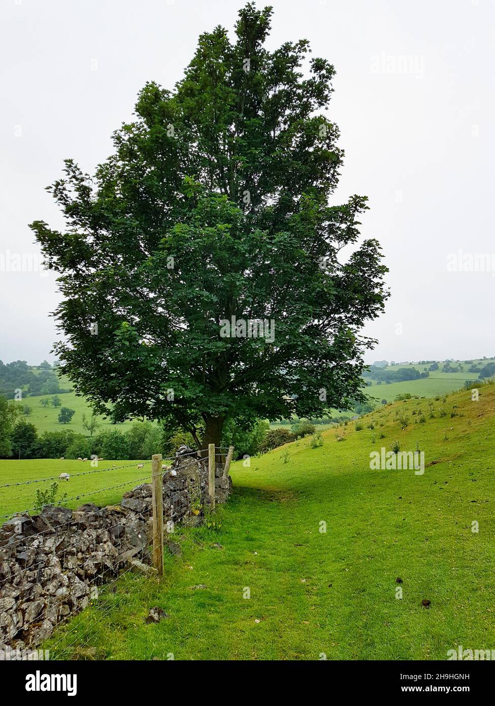 Lonely huge tree in an open field Stock Photo - Alamy