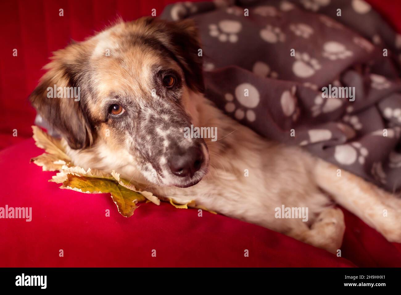 Big dog lying on bed hi-res stock photography and images - Alamy