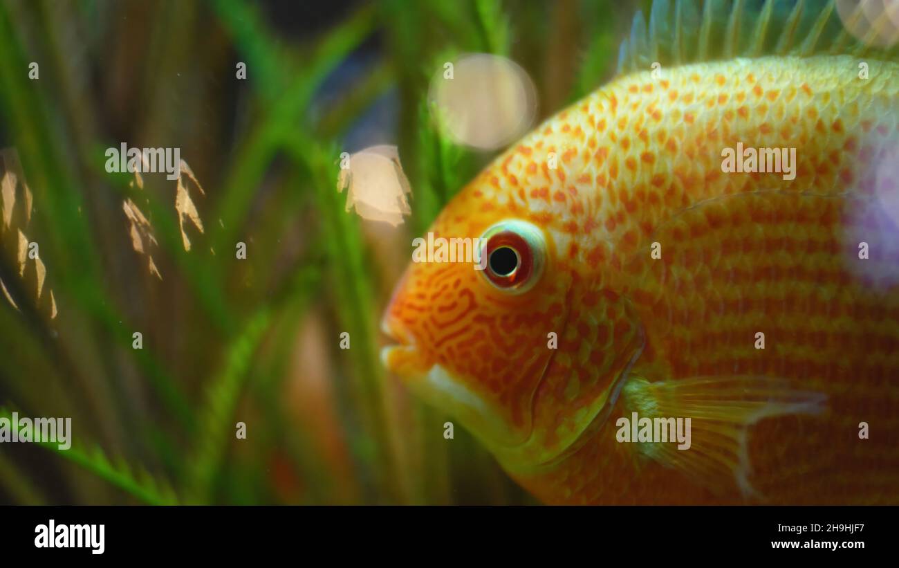 Close-up of golden fish swimming in aquarium. Frame. Tropical big ...