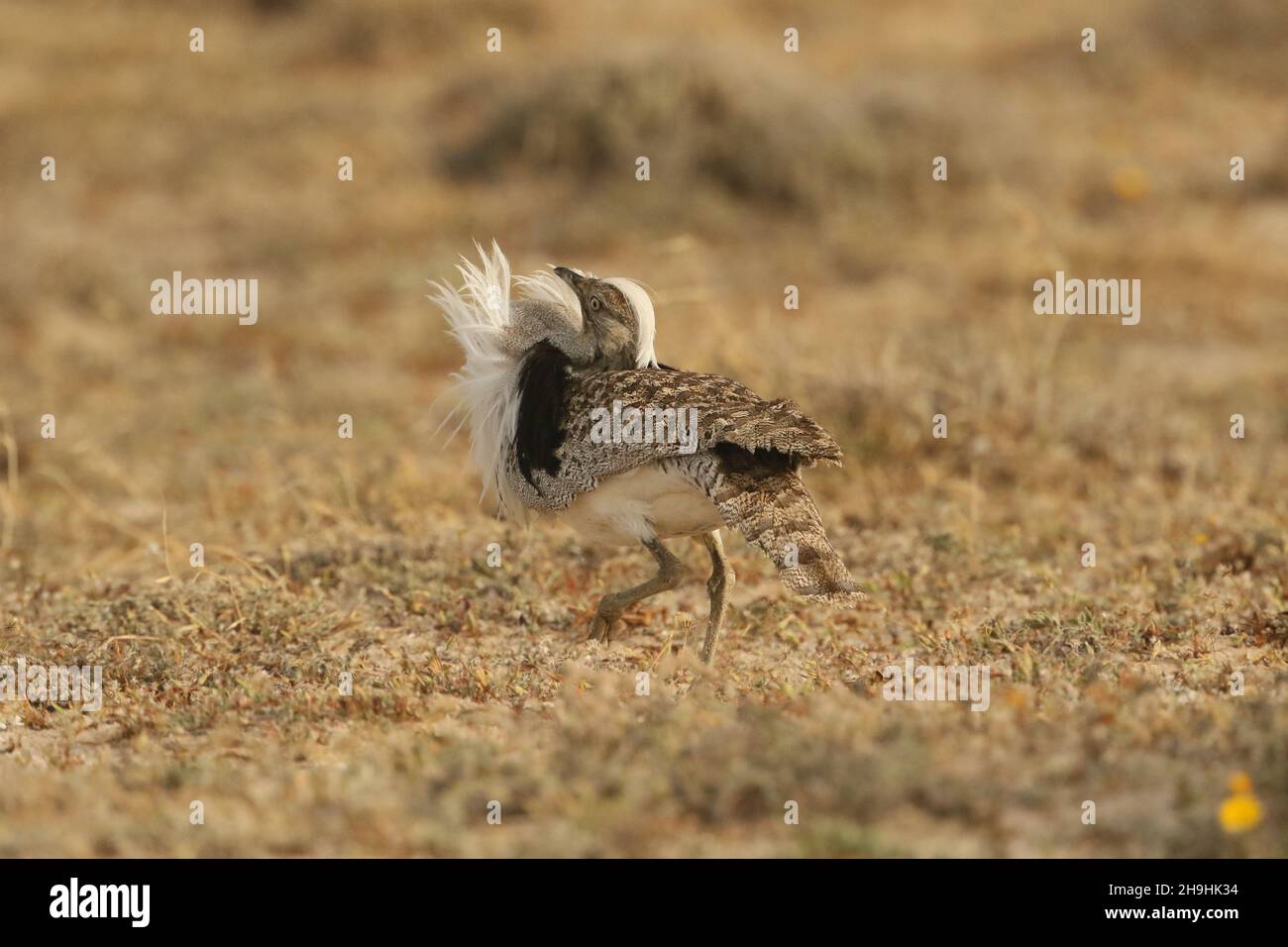 Houbara bustard, a large bird on the semi desert plains on Lanzarote ...