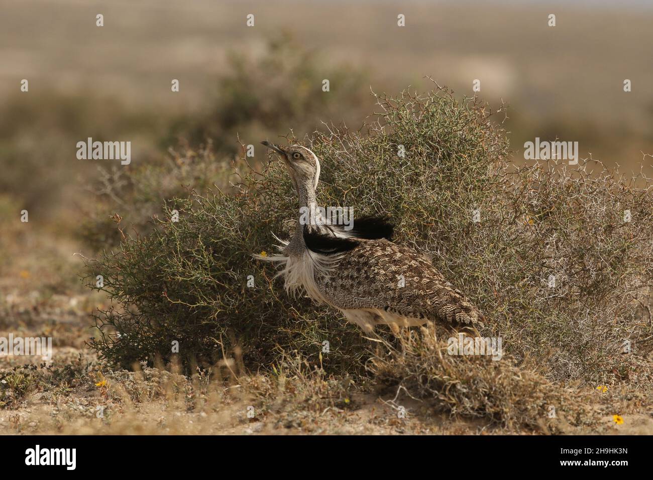 Houbara bustard, a large bird on the semi desert plains on Lanzarote ...