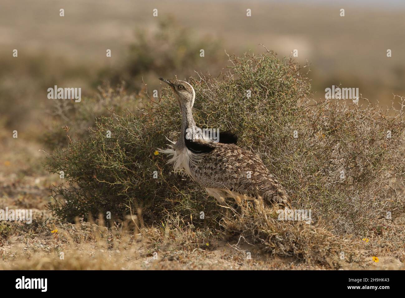 Houbara bustard, a large bird on the semi desert plains on Lanzarote ...