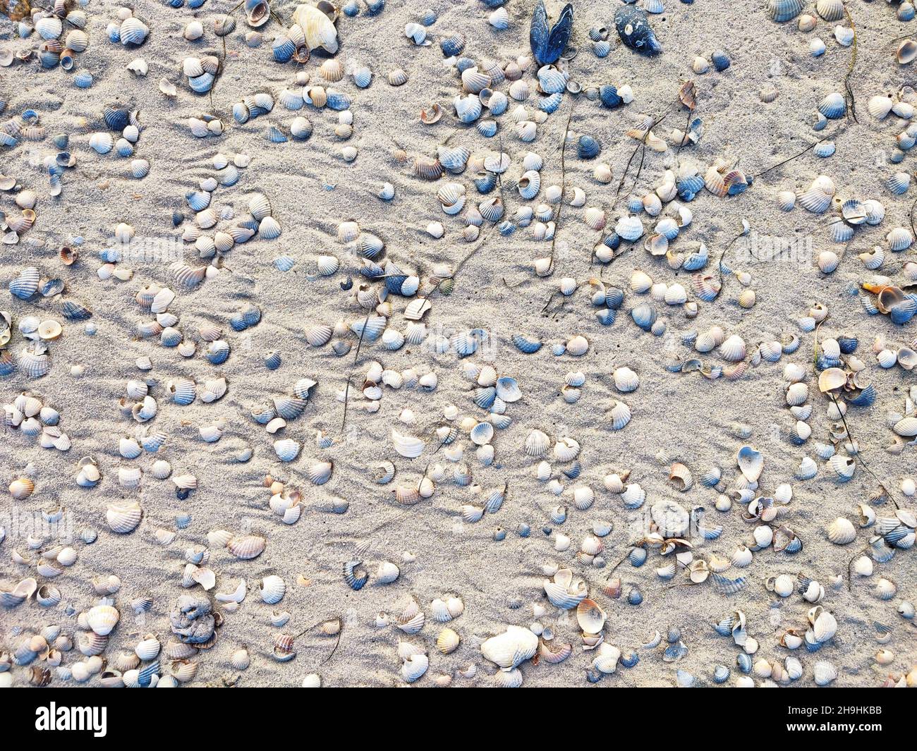 Sea shells on sand beach top view. Beautiful summer background Stock ...