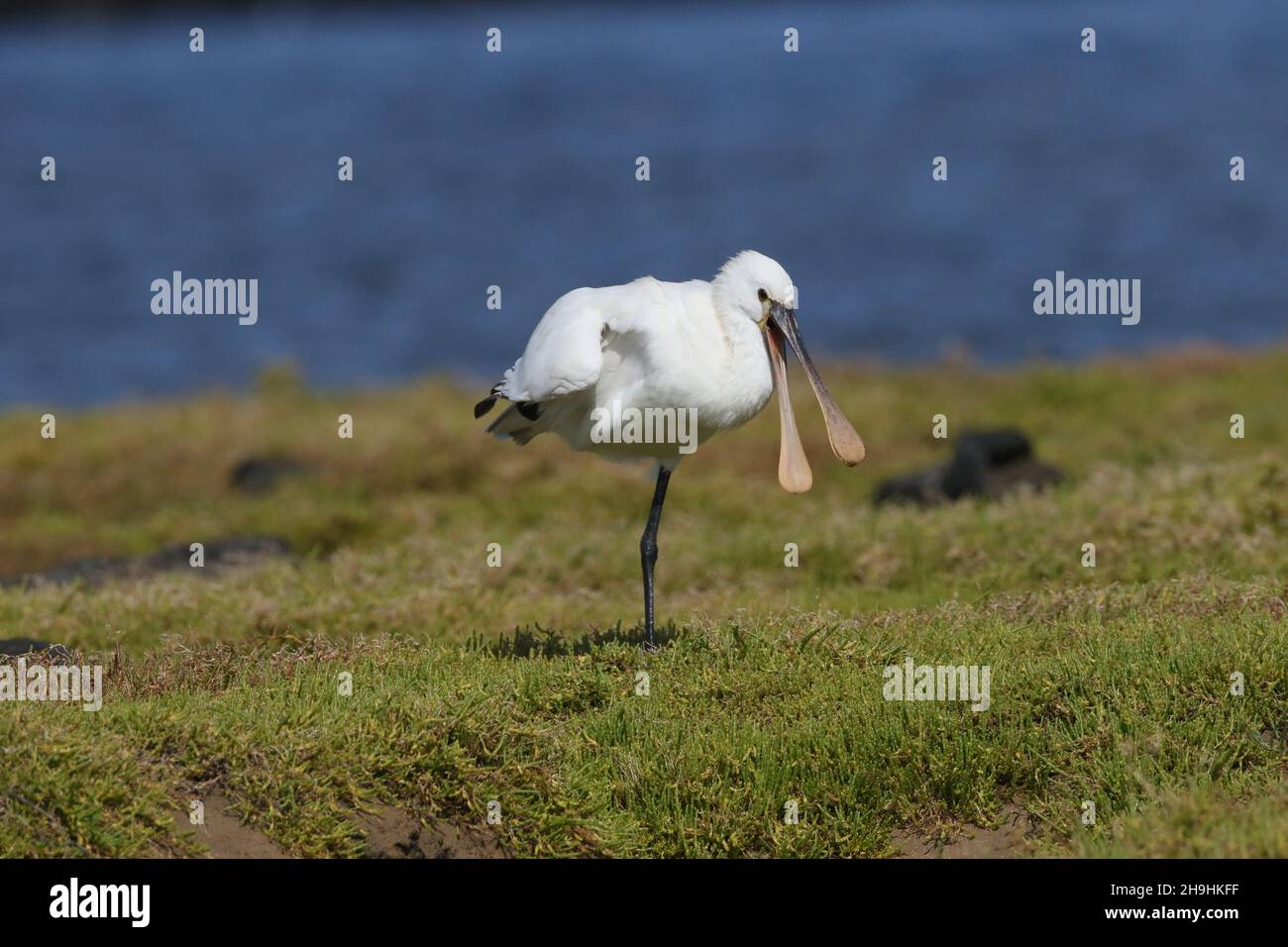 Spoonbill are a large aquatic bird with a bill shaped like a spoon. It ...