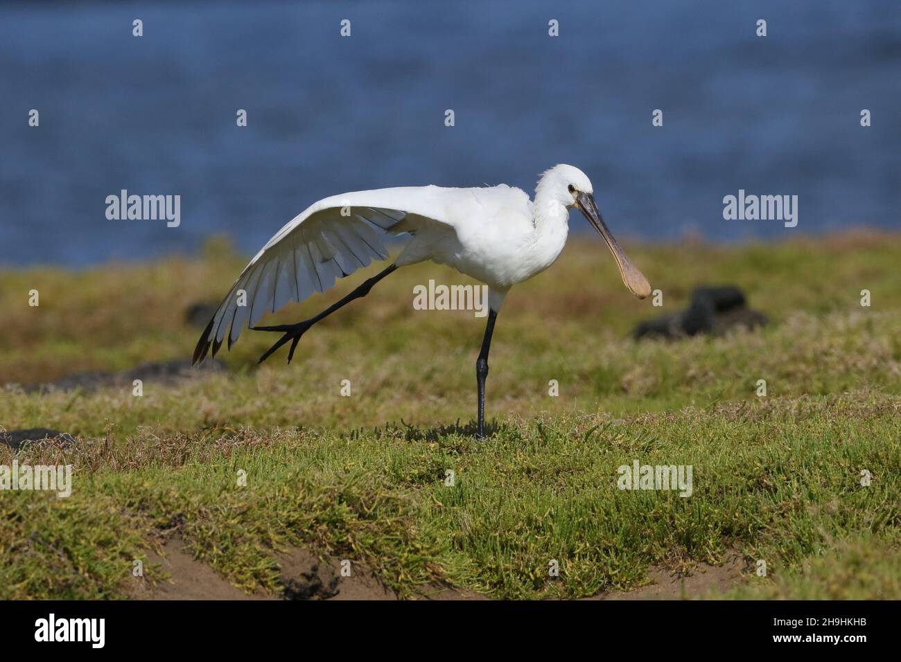 Spoonbill are a large aquatic bird with a bill shaped like a spoon. It ...