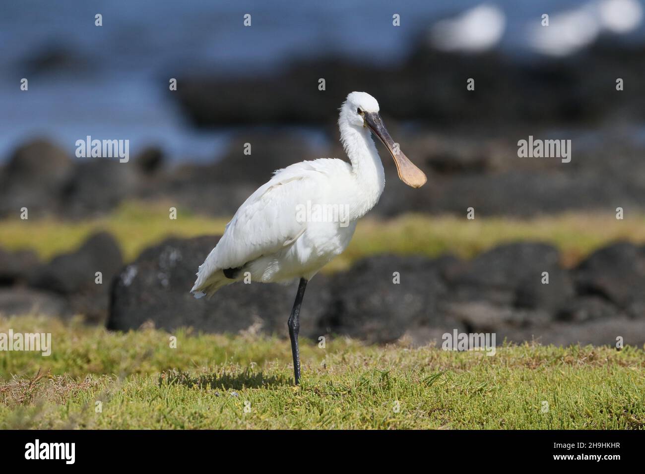 Spoonbill are a large aquatic bird with a bill shaped like a spoon. It ...