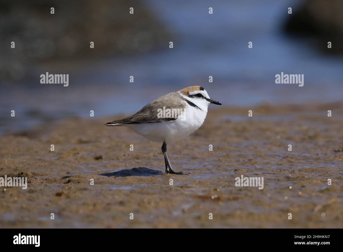Male has a rufous head to nape in breeding plumage hi-res stock ...