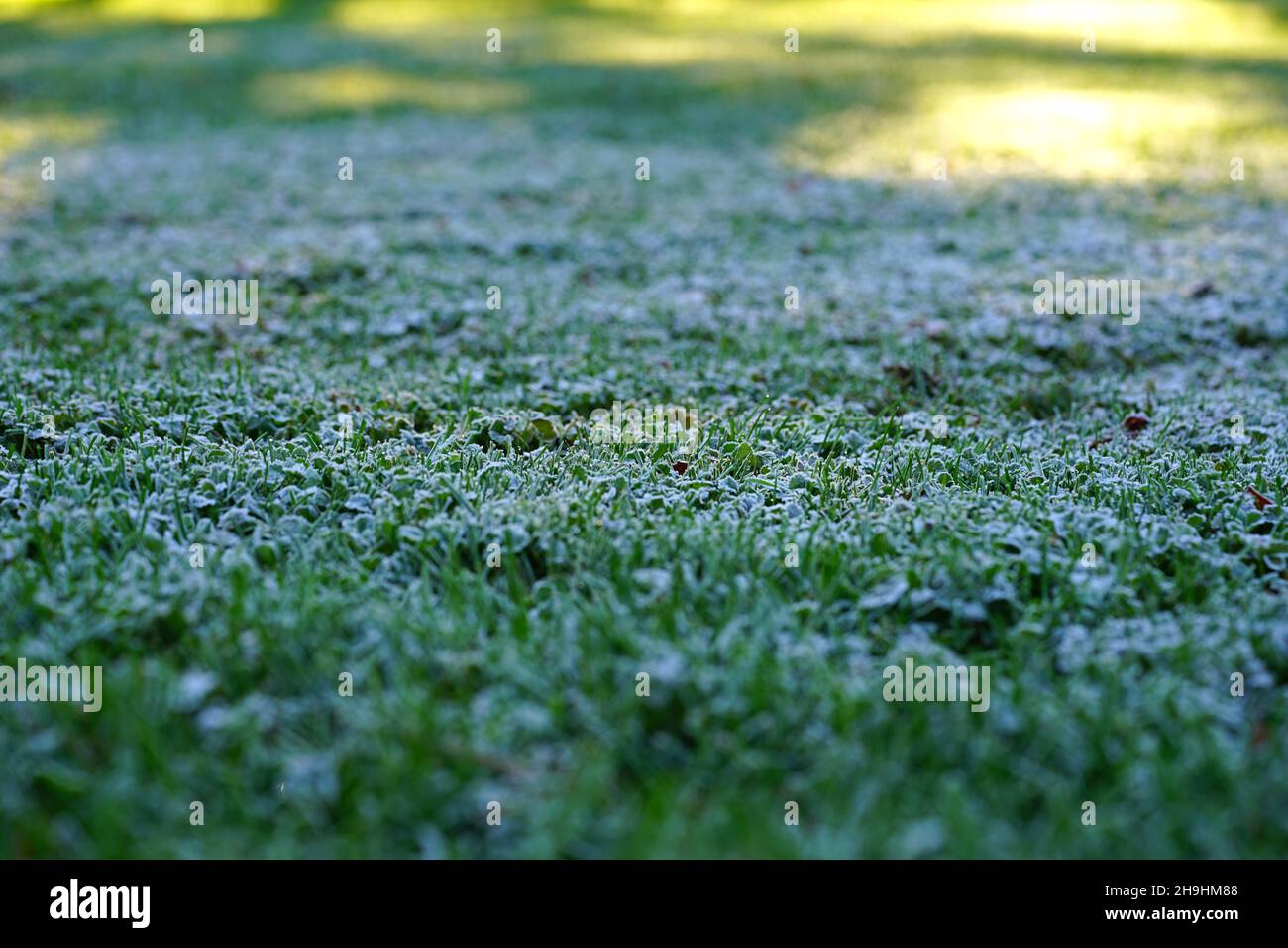 Frost over grass in the early morning Stock Photo - Alamy