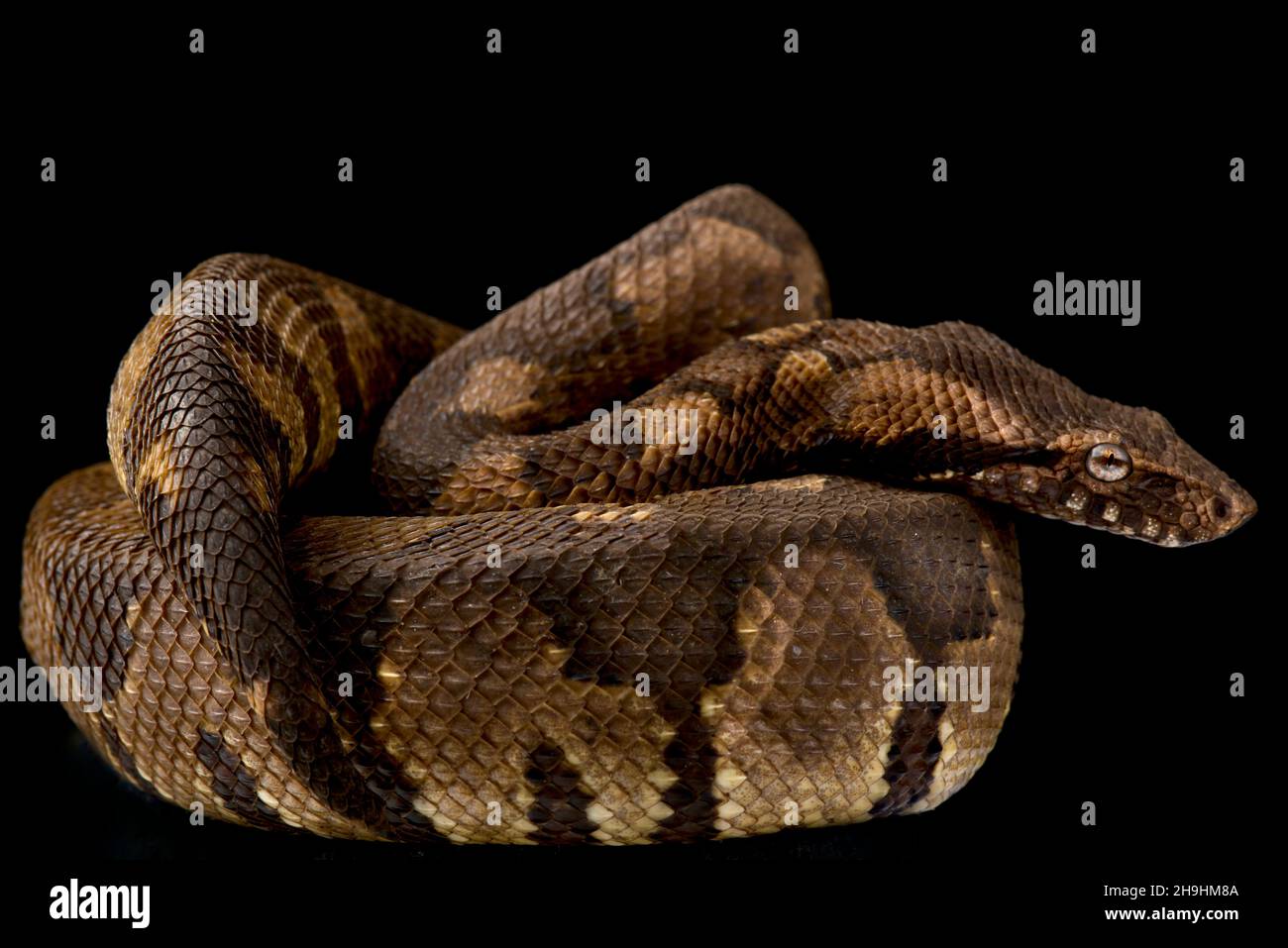 Candoia ground boa snake hi-res stock photography and images - Alamy