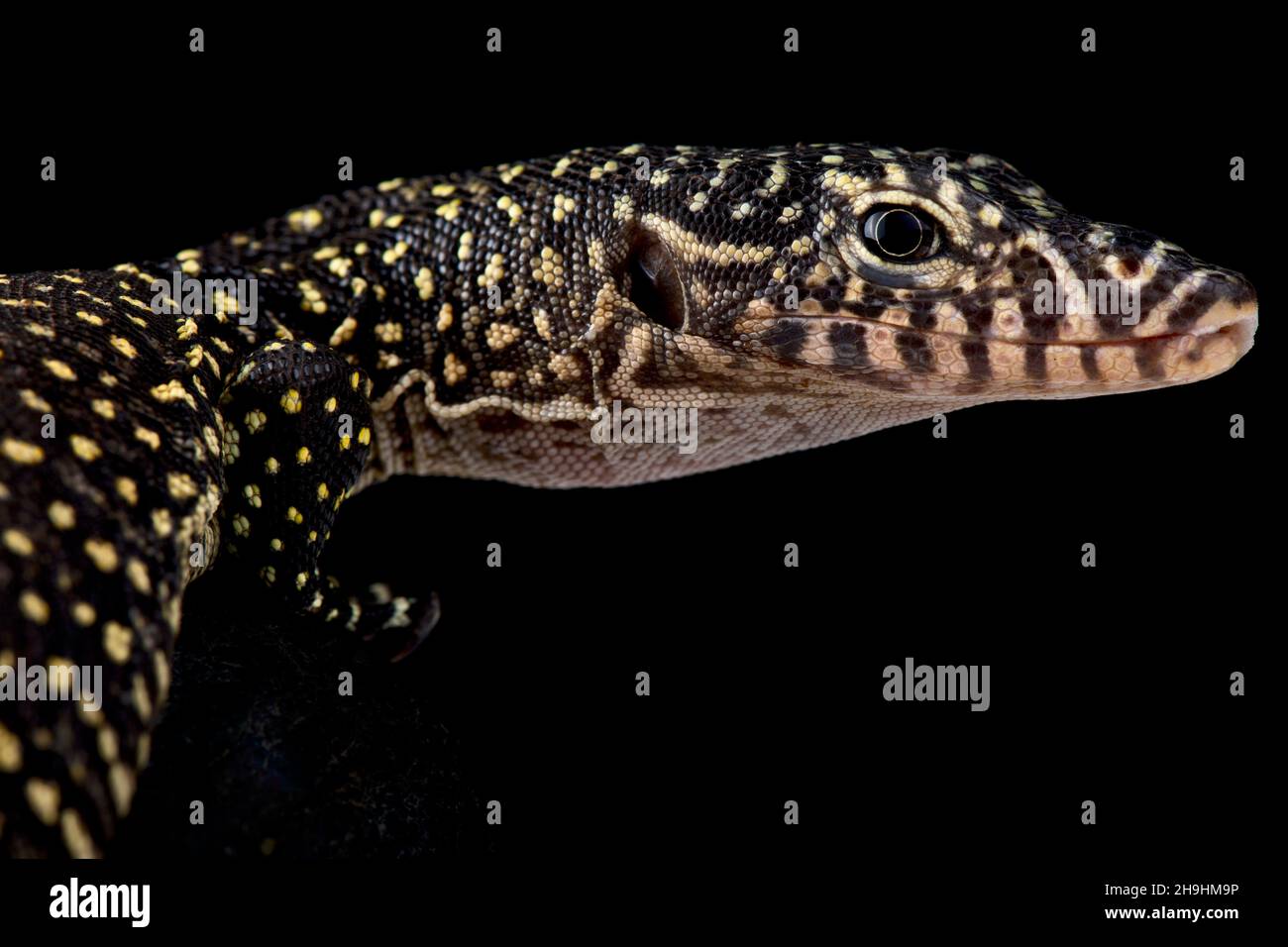 Mangrove monitor (Varanus indicus Stock Photo - Alamy