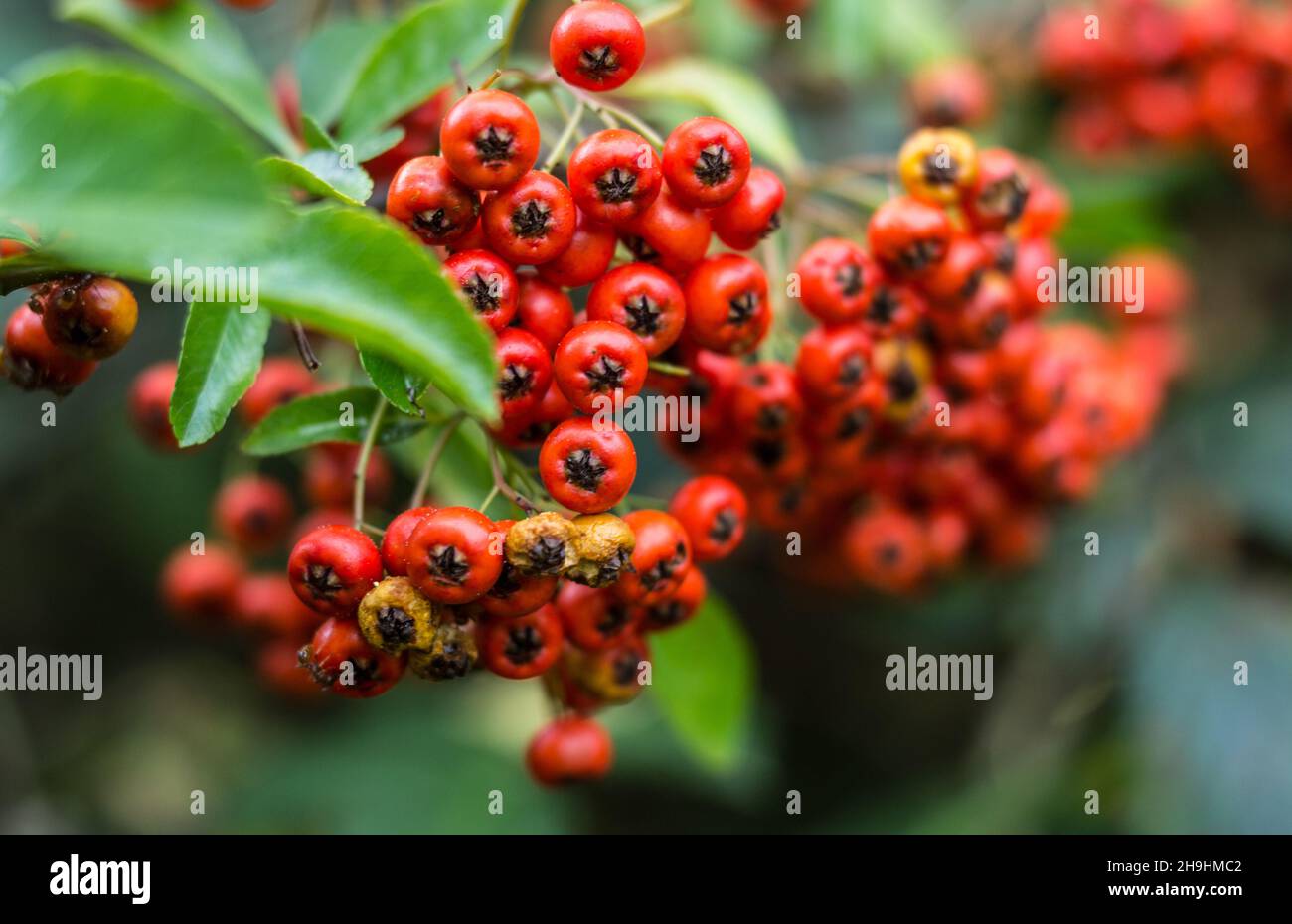 Red hanging rowan in germany Stock Photo - Alamy