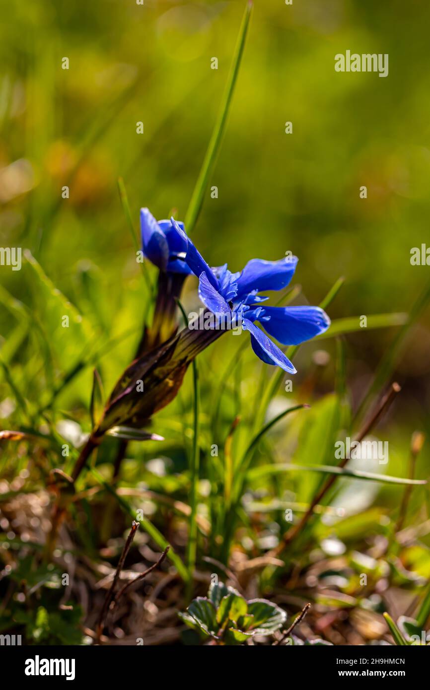 Gentiana verna flower in meadow, close up shoot Stock Photo - Alamy