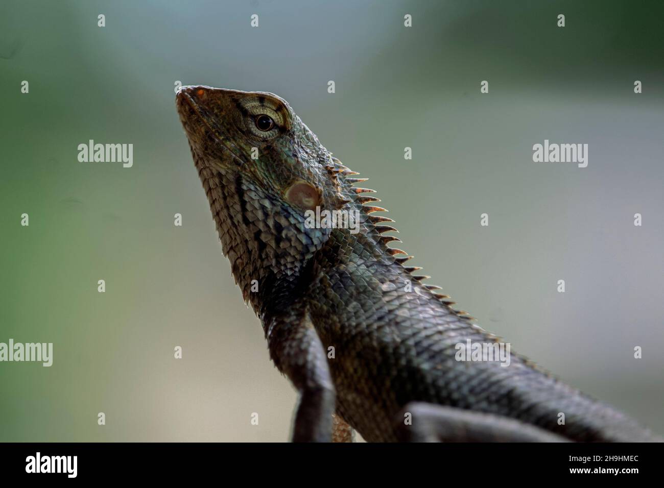 Indian lizard hi-res stock photography and images - Alamy