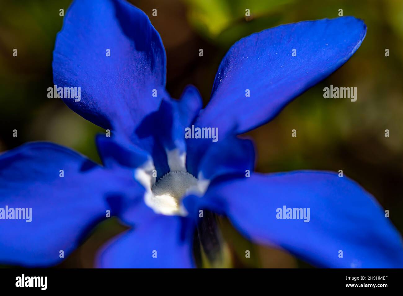 Gentiana verna flower growing in meadow, close up Stock Photo - Alamy