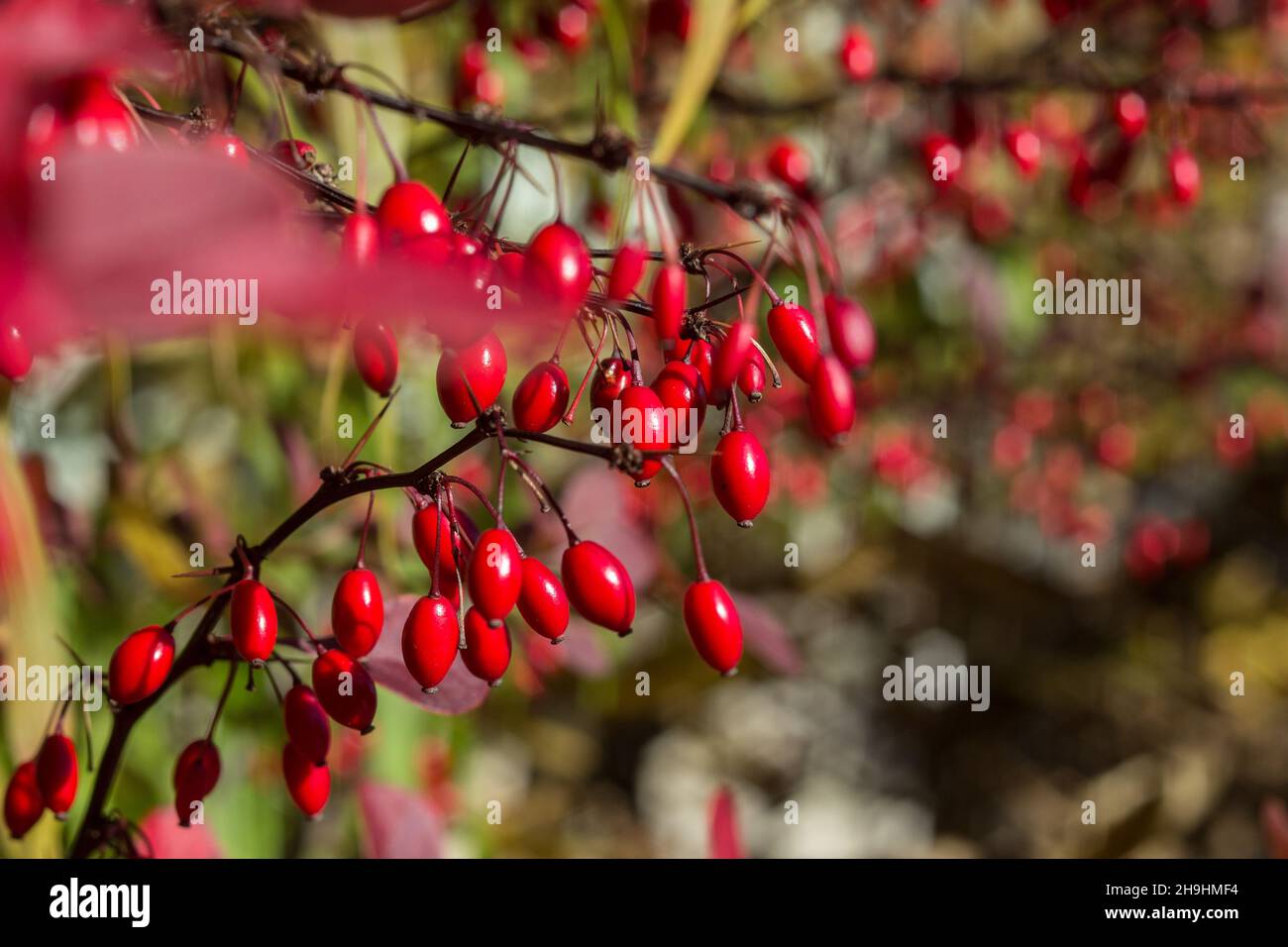 red barberry on a bush Stock Photo - Alamy