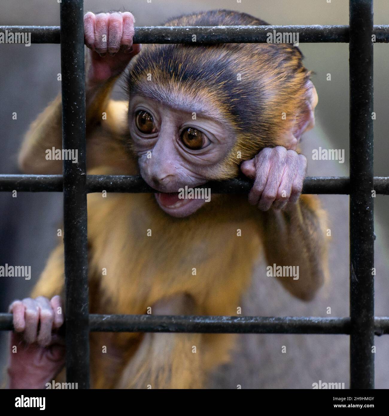 Cute small monkey infant on a cage in the zoo Stock Photo - Alamy