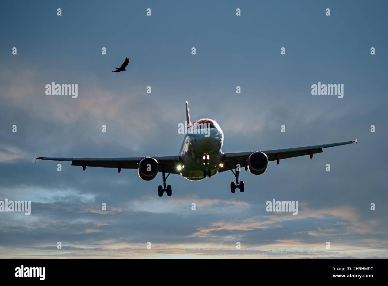 Bird airplane hi-res stock photography and images - Alamy