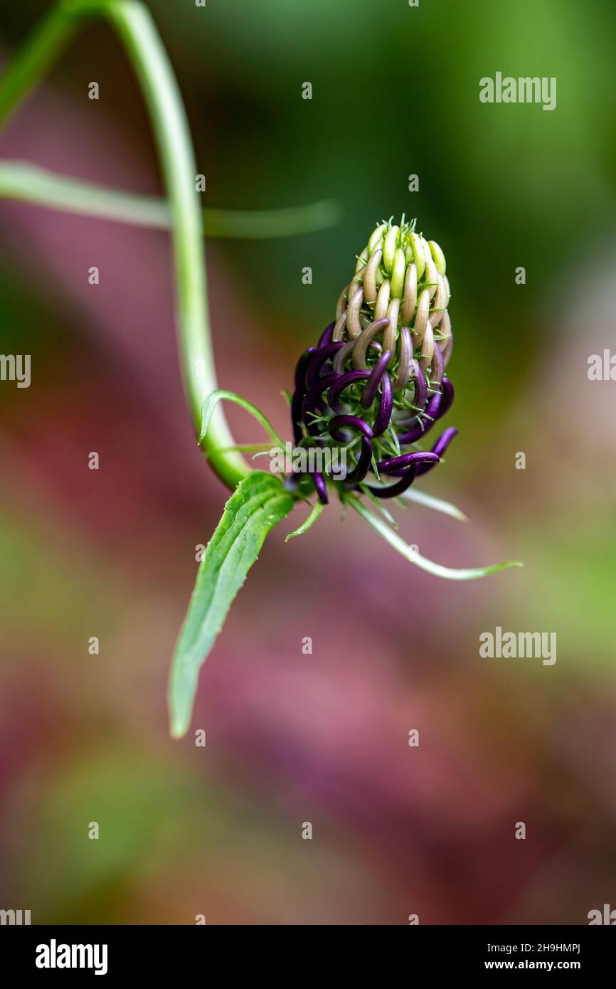 Phyteuma Ovatum High Resolution Stock Photography and Images - Alamy