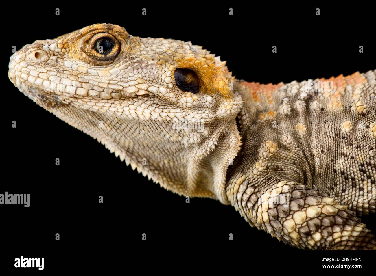 Painted Dragon (Laudakia stellio brachydactyla Stock Photo - Alamy