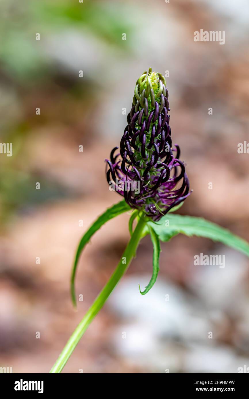 Phyteuma ovatum hi-res stock photography and images - Alamy