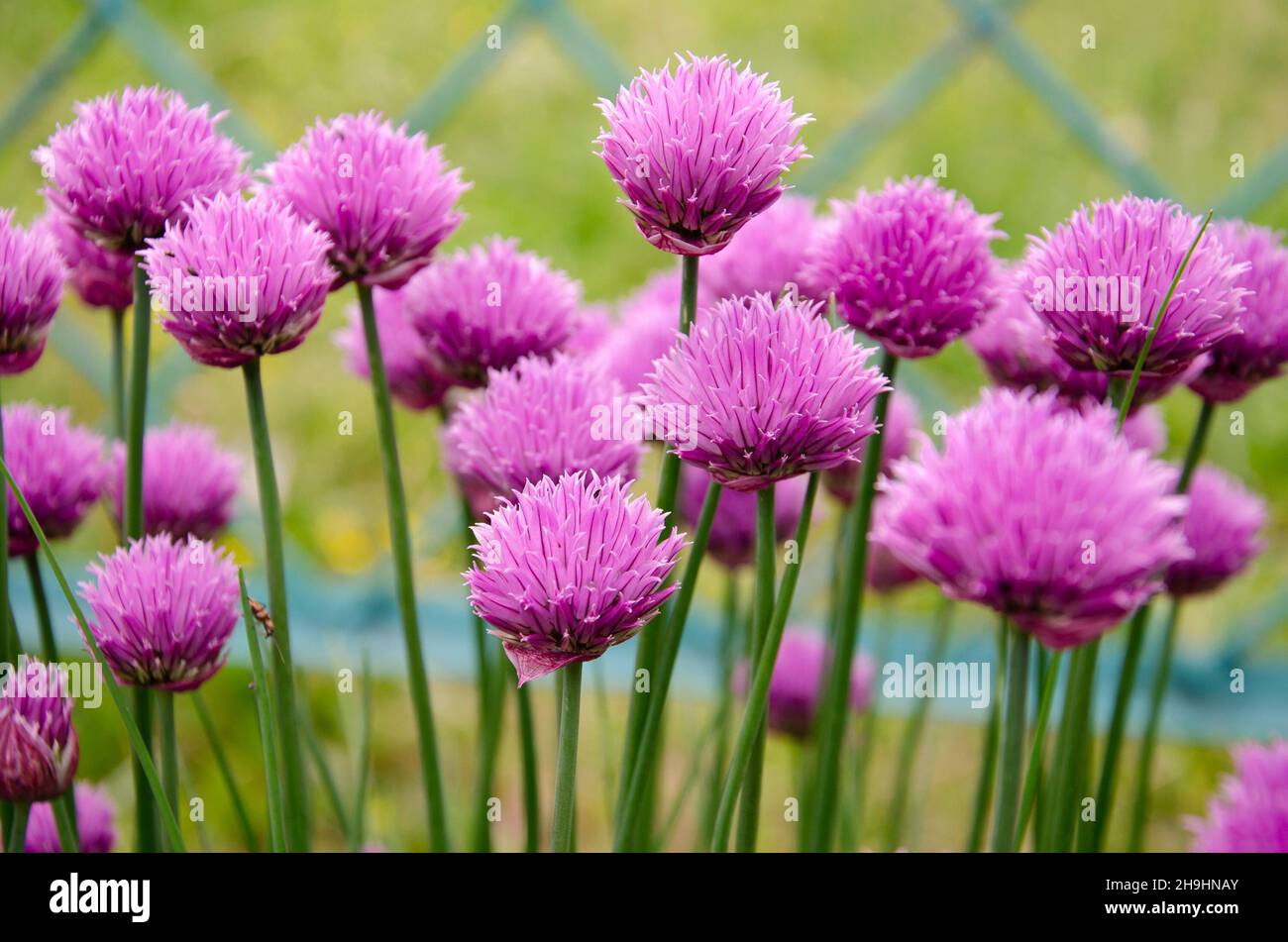 Purple Fresh Chives flowers i green garden Stock Photo - Alamy
