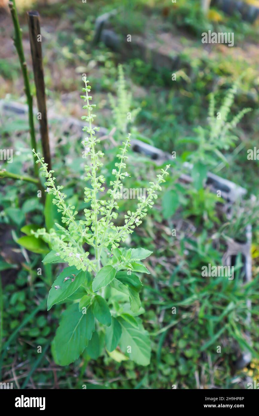 basil or holy basil, sweet basil plant Stock Photo - Alamy