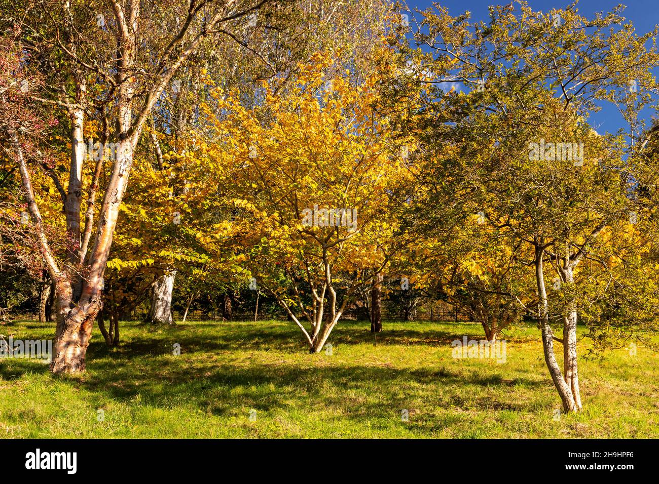 Sunlit trees with autumn colours Stock Photo - Alamy