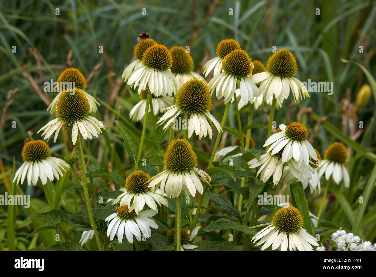 echinacea - coneflowers in the garden Stock Photo - Alamy