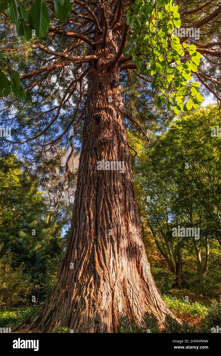 Redwood leaves hi-res stock photography and images - Alamy