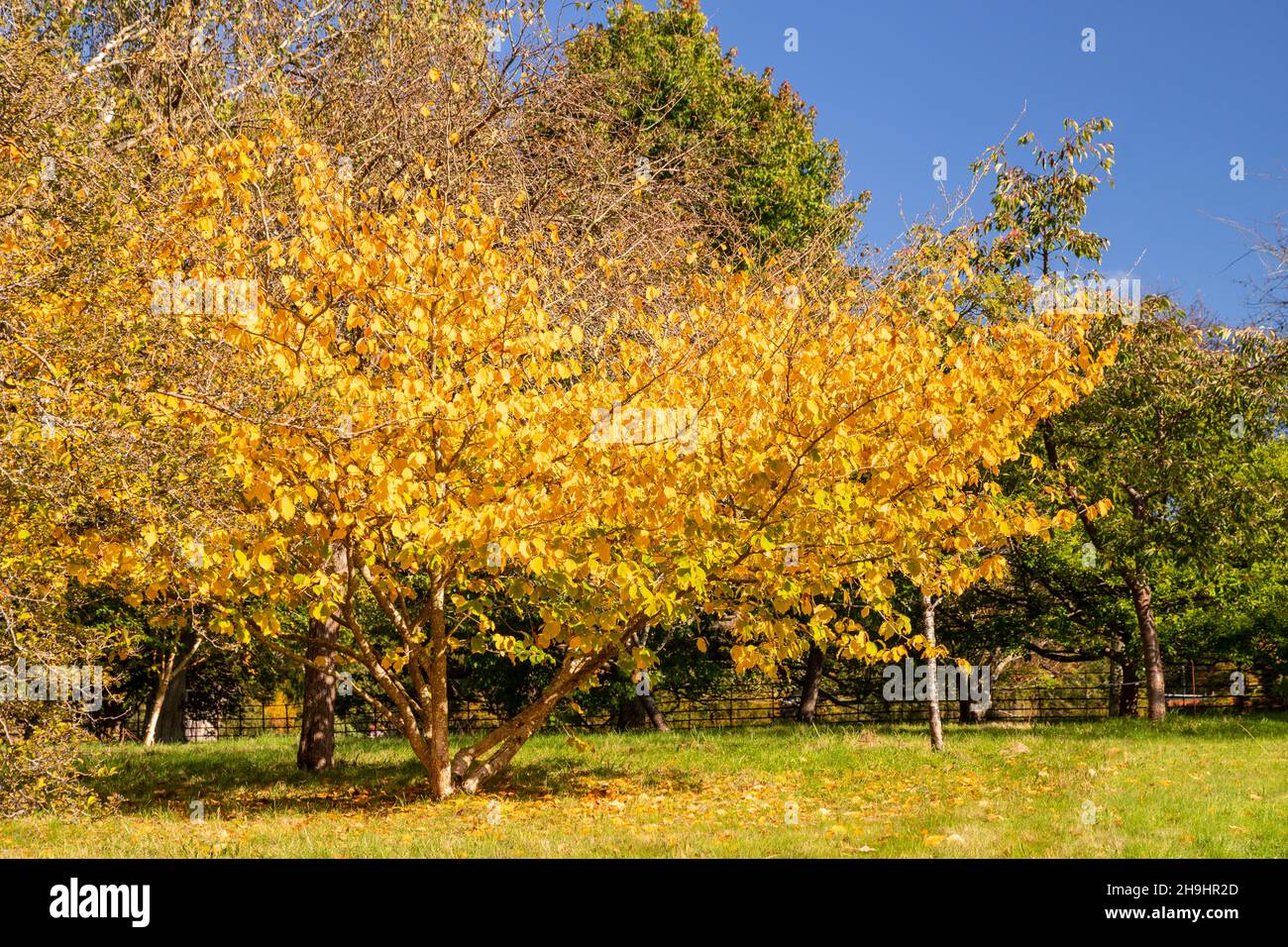 Sunlit trees with autumn colours Stock Photo - Alamy