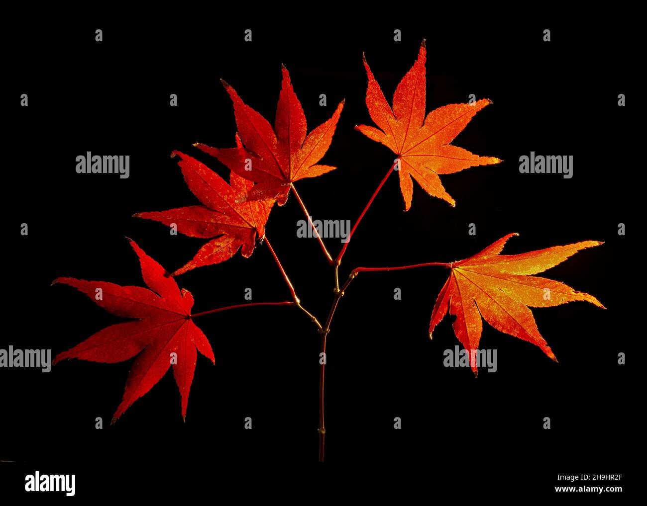 Leaves of Japanese maple (Acer palmatum) in late autumn, backlit by the ...