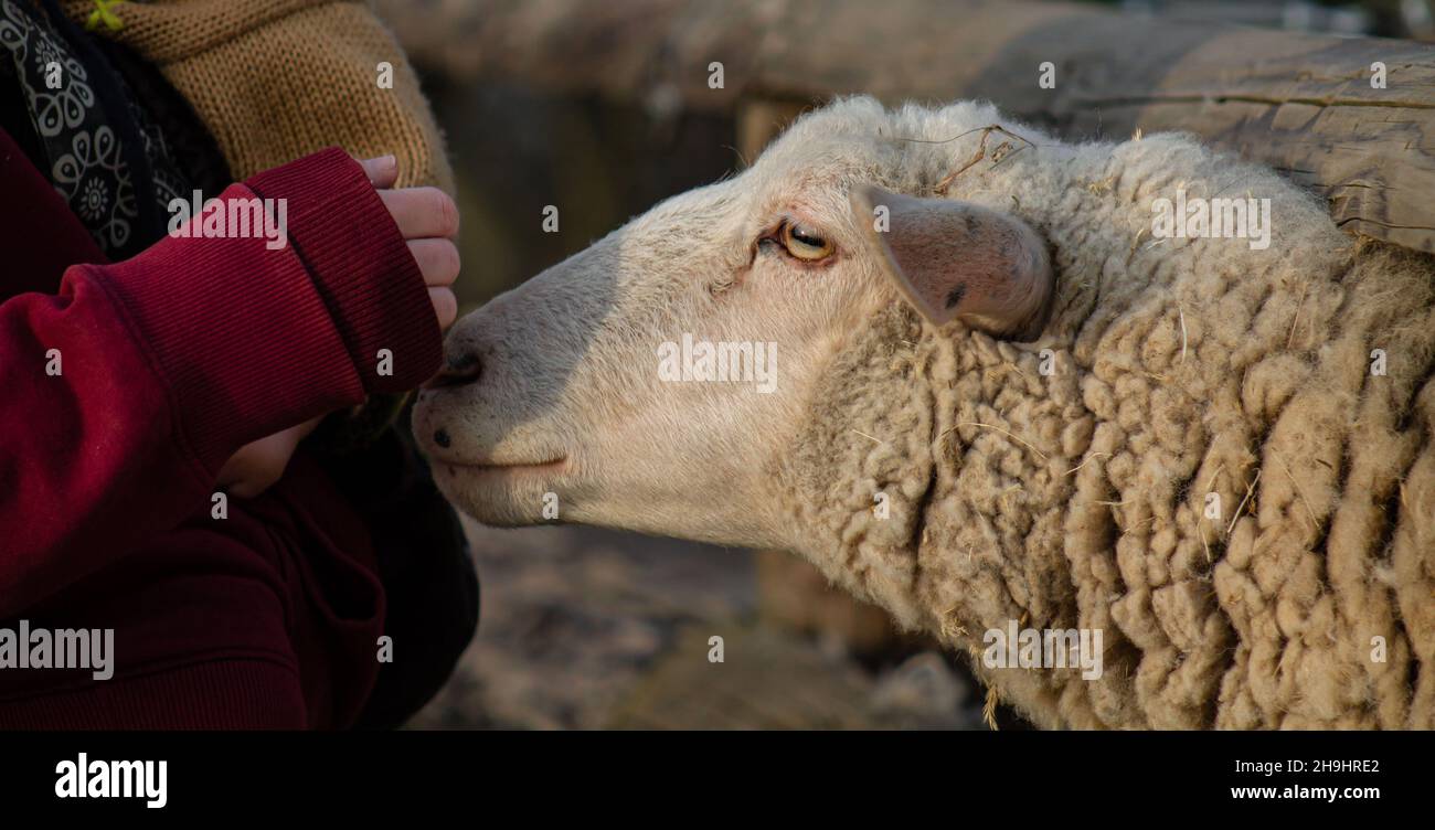 Sheep in contact with human hands through a fence Stock Photo - Alamy