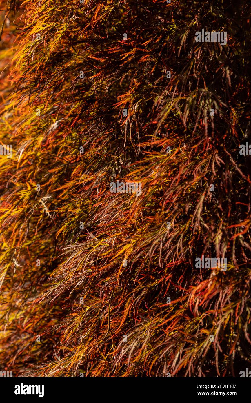 Tree fronds hi-res stock photography and images - Alamy