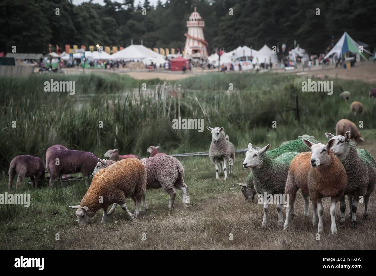 Coloured sheep hi-res stock photography and images - Alamy