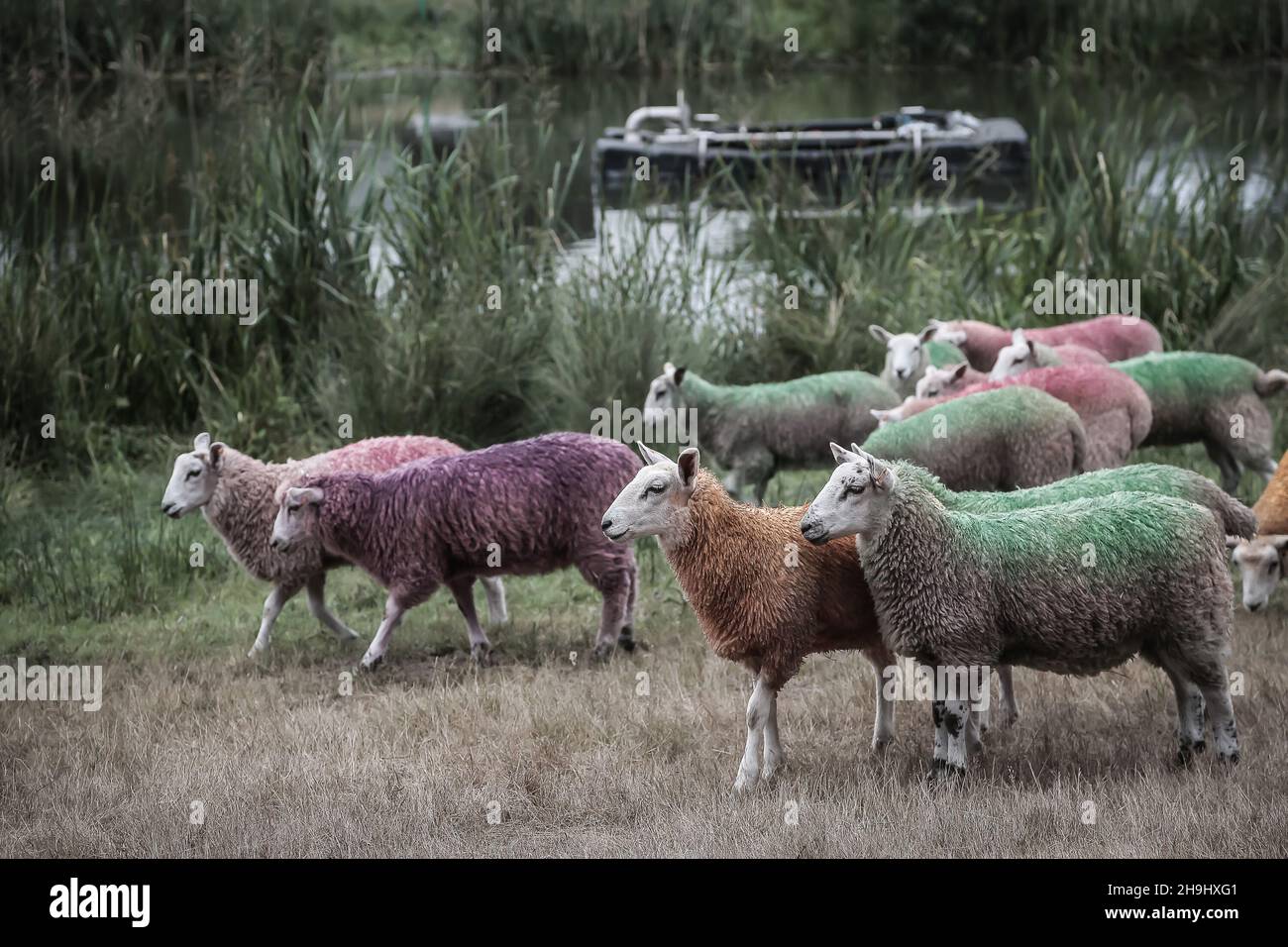 The multi-coloured sheep at Latitude 2013 Stock Photo - Alamy