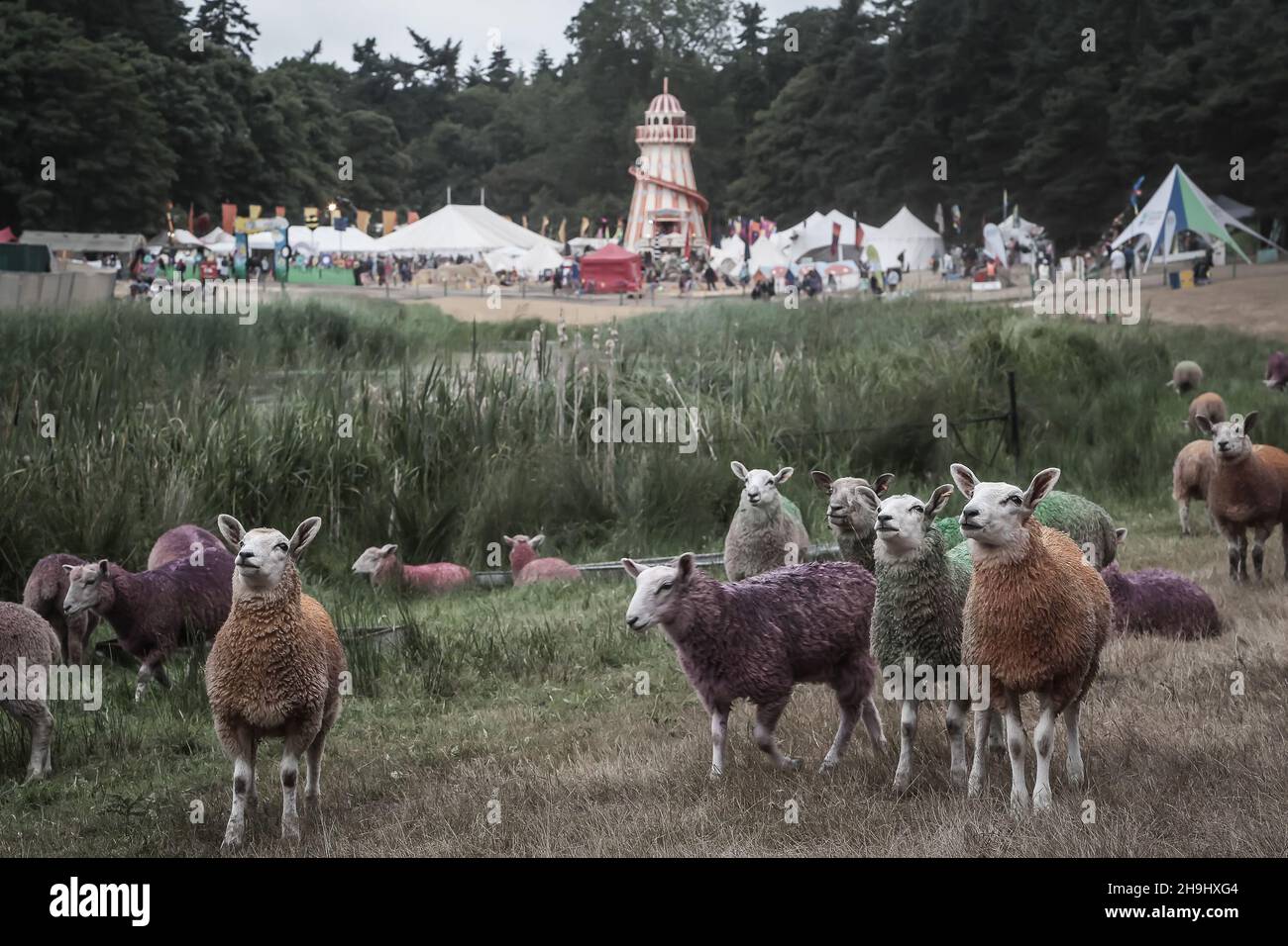 The multi-coloured sheep at Latitude 2013 Stock Photo - Alamy
