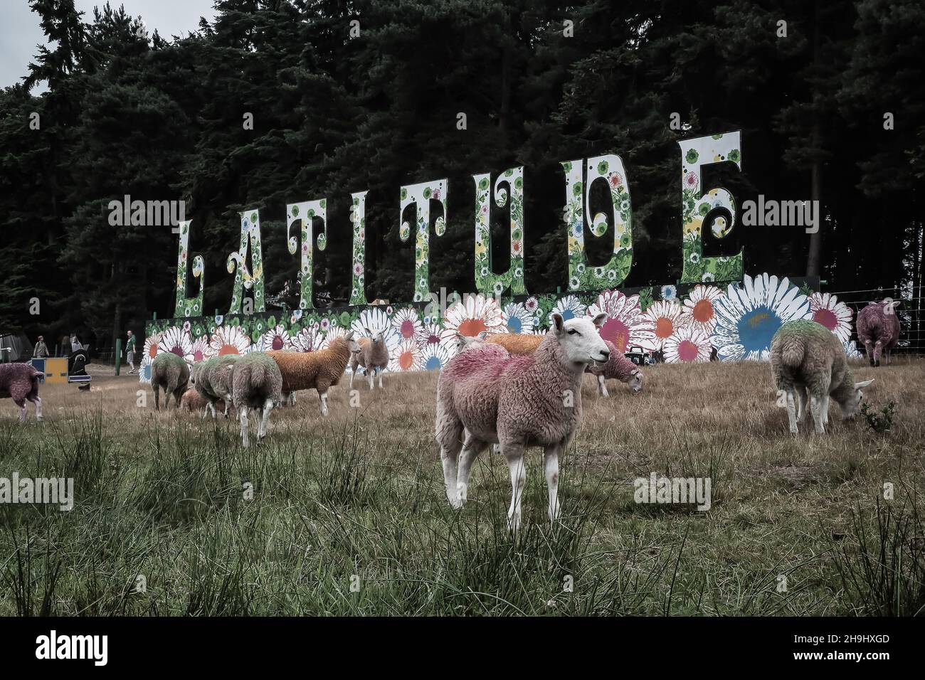 Coloured sheep hi-res stock photography and images - Alamy