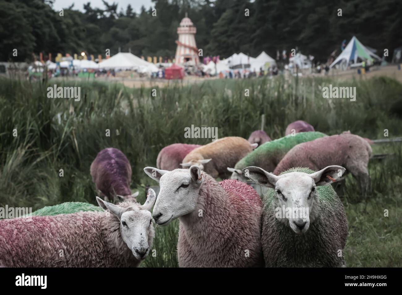 The multi-coloured sheep at Latitude 2013 Stock Photo - Alamy