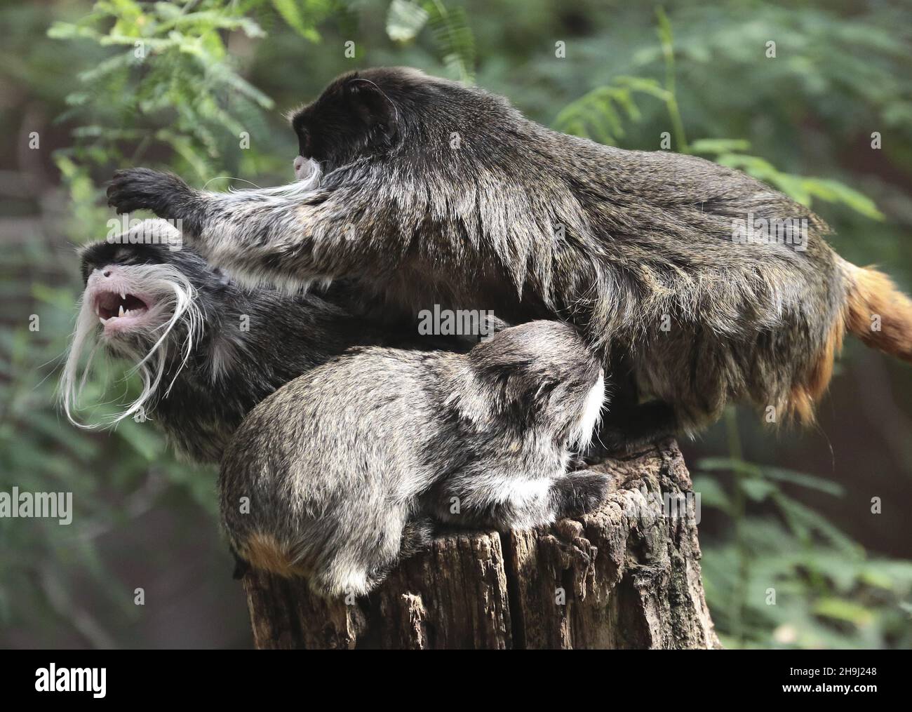 Emperor tamarins in the Tropical Forest enclosure of London Zoo Stock ...