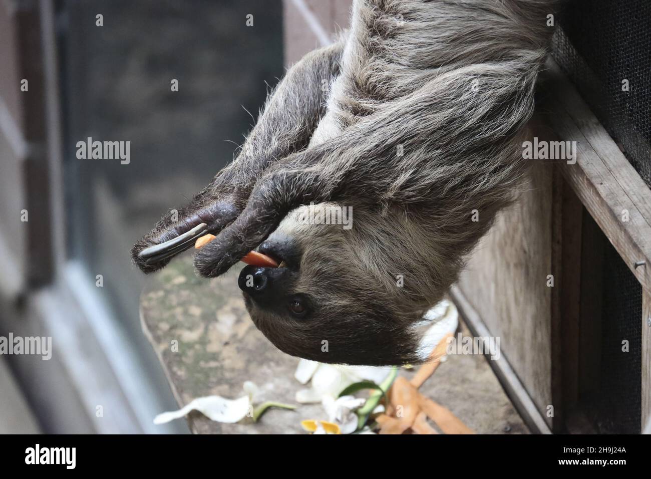 A sloth eating a carrot upside down in the Tropical Forest enclosure at ...