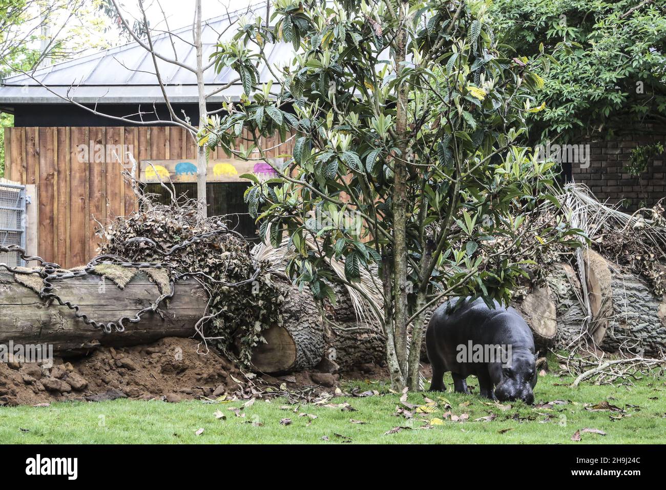 A pygmy hippo in the new enclosure at London Zoo Stock Photo - Alamy