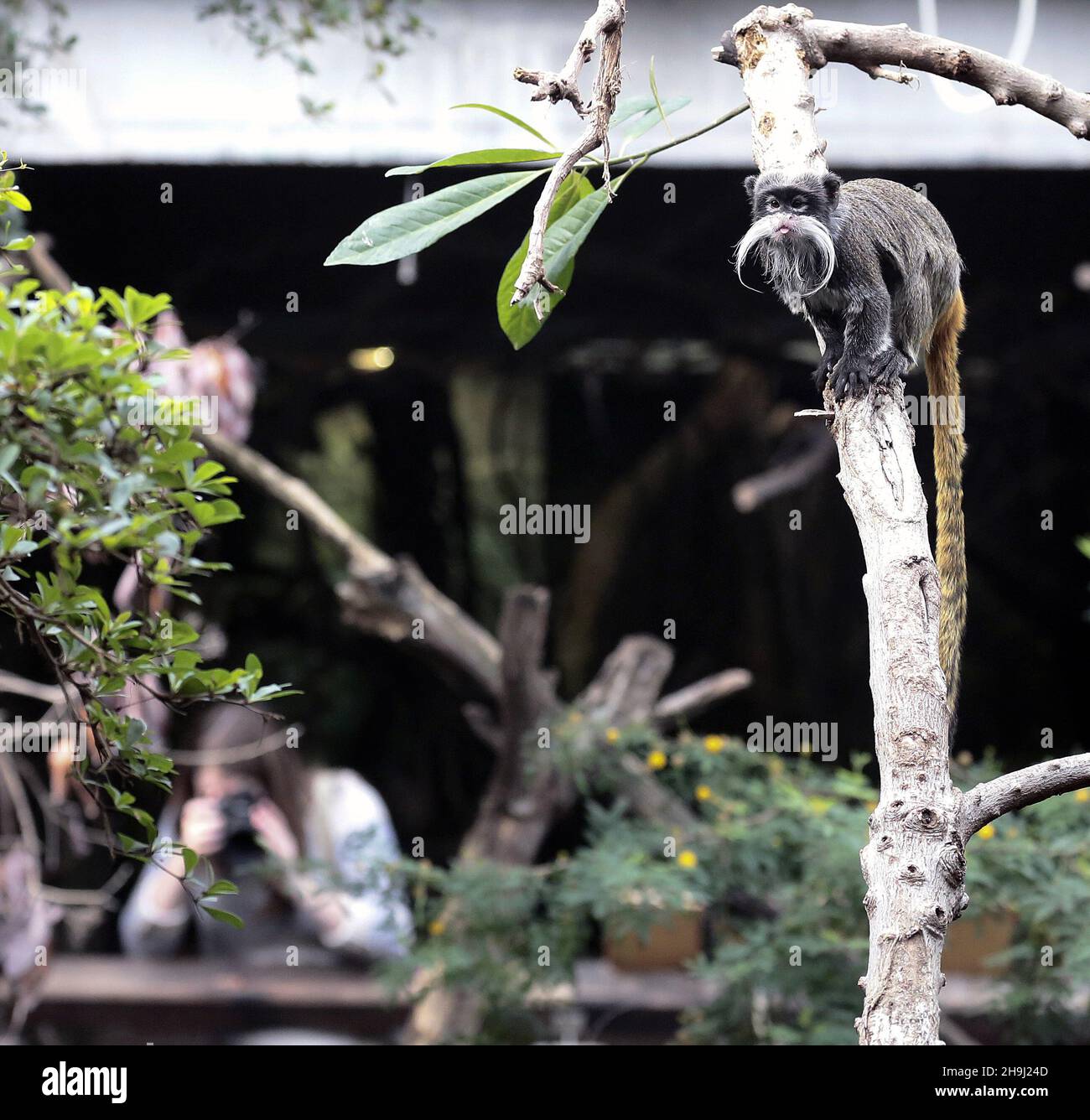 Emperor tamarins in the Tropical Forest enclosure of London Zoo Stock ...