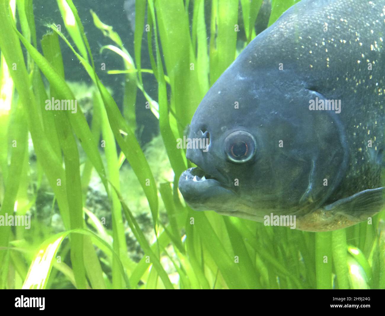 Tropical fish at London Zoo Stock Photo - Alamy
